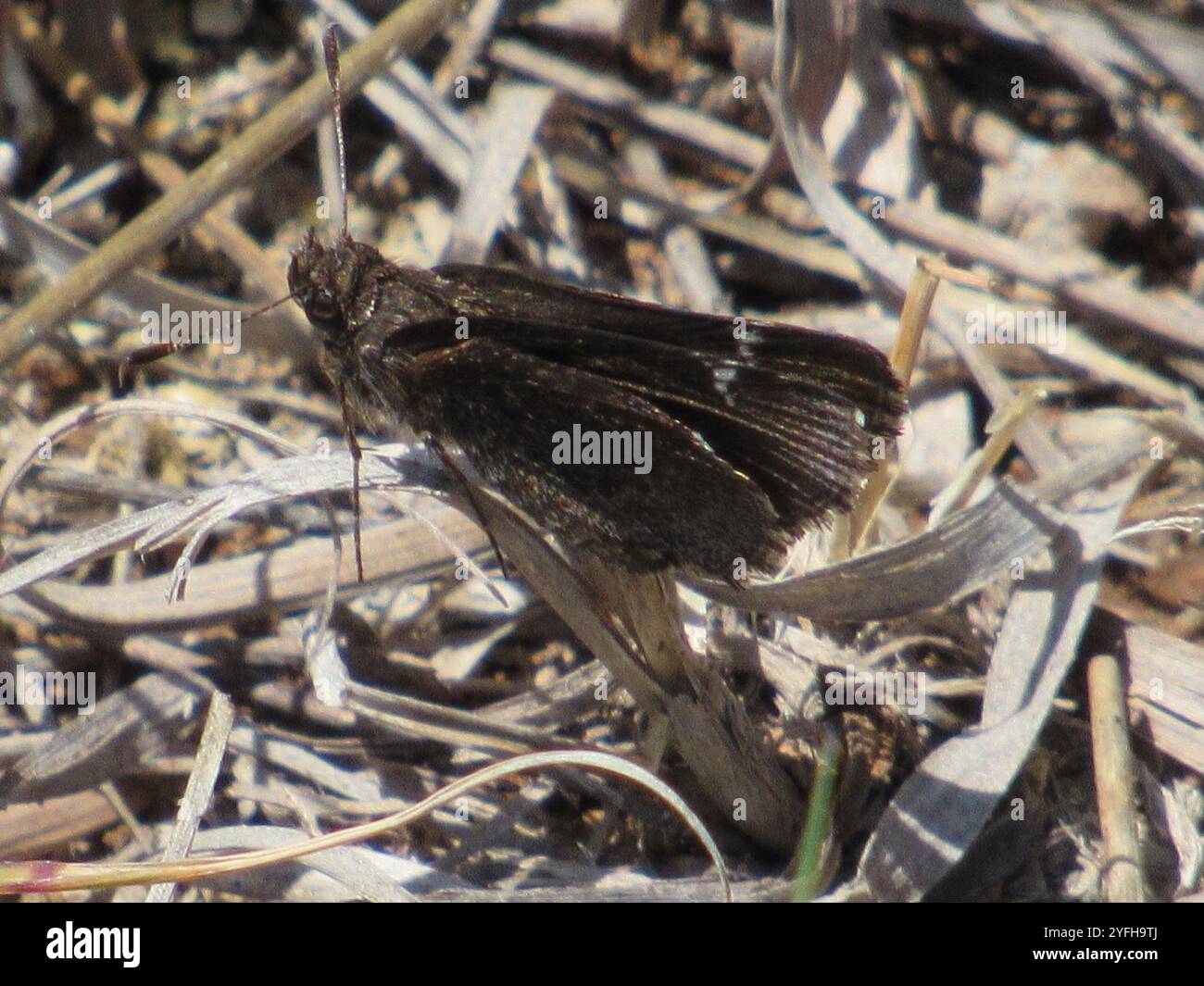 Common Roadside-Skipper (Amblyscirtes vialis Stock Photo - Alamy