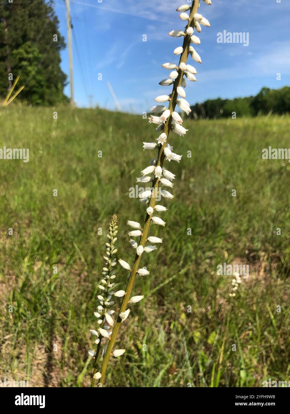 White-tubed Colicroot (Aletris farinosa Stock Photo - Alamy