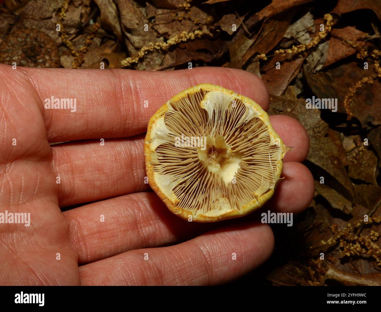 Spring Fieldcap (Agrocybe praecox Stock Photo - Alamy