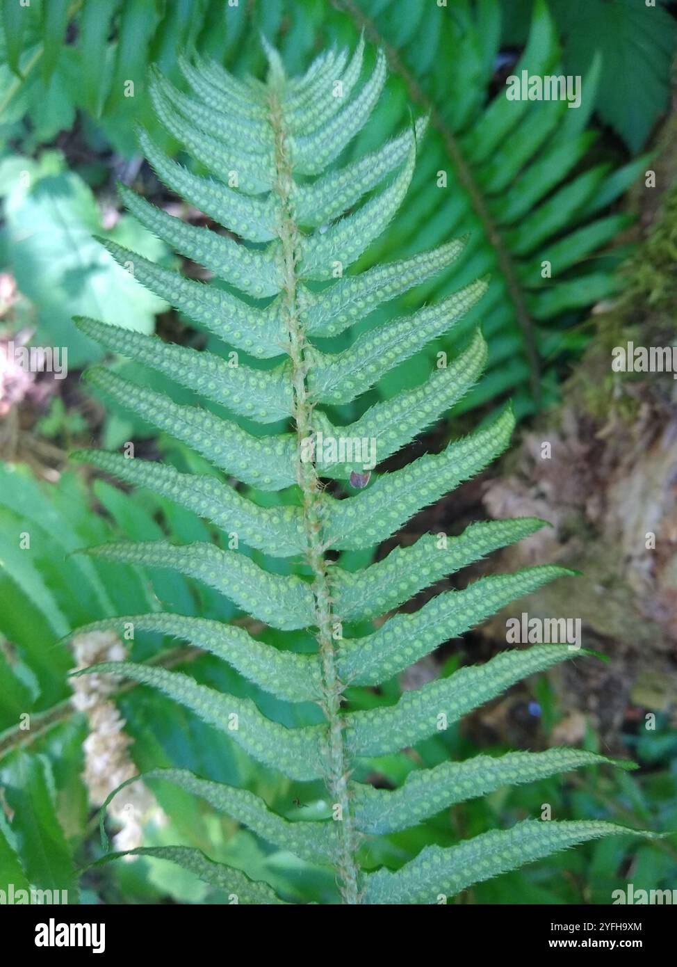 western sword fern (Polystichum munitum Stock Photo - Alamy