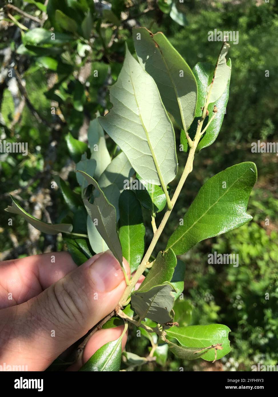 Texas live oak (Quercus fusiformis Stock Photo - Alamy