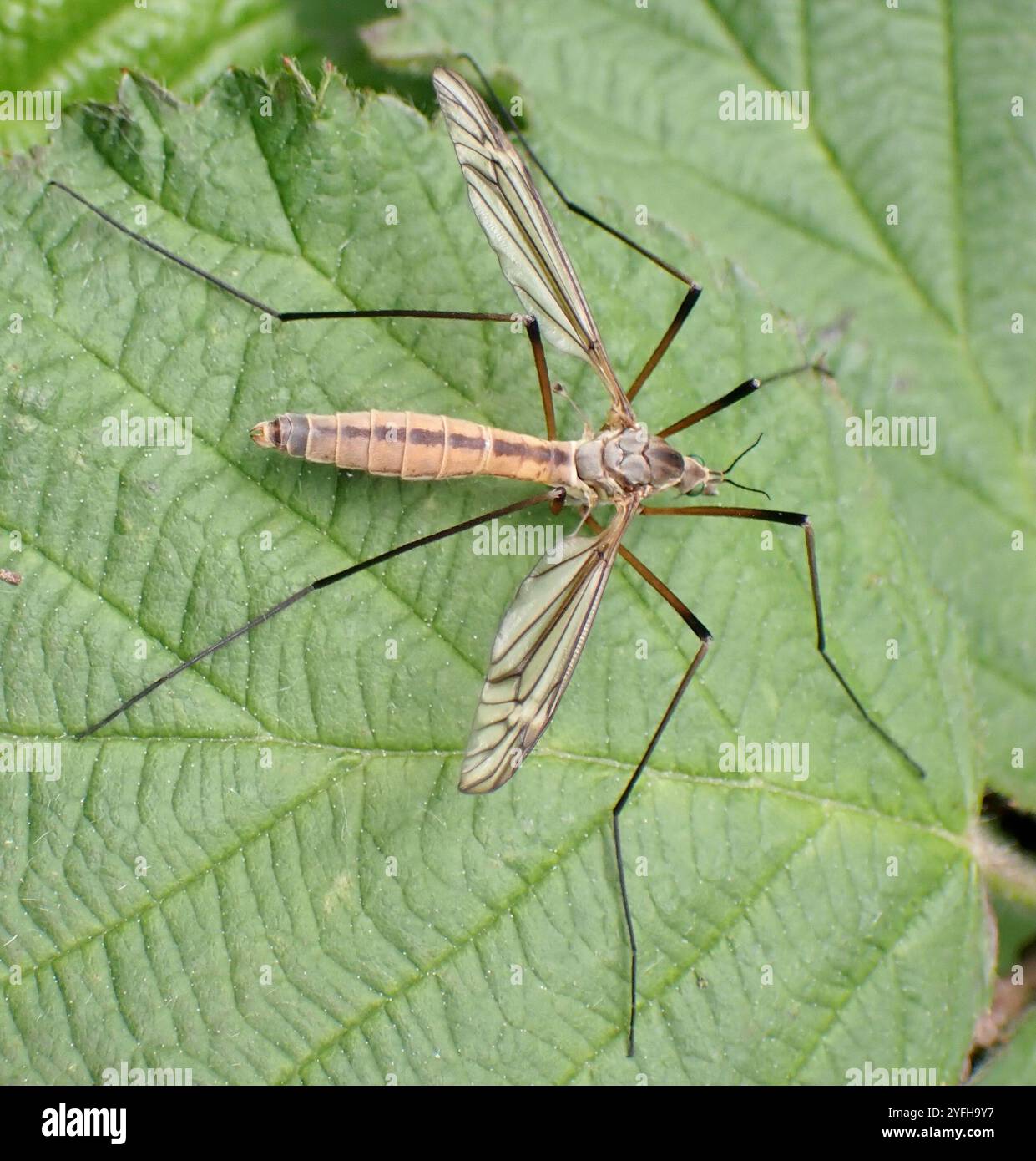 black-striped cranefly (Tipula vernalis Stock Photo - Alamy