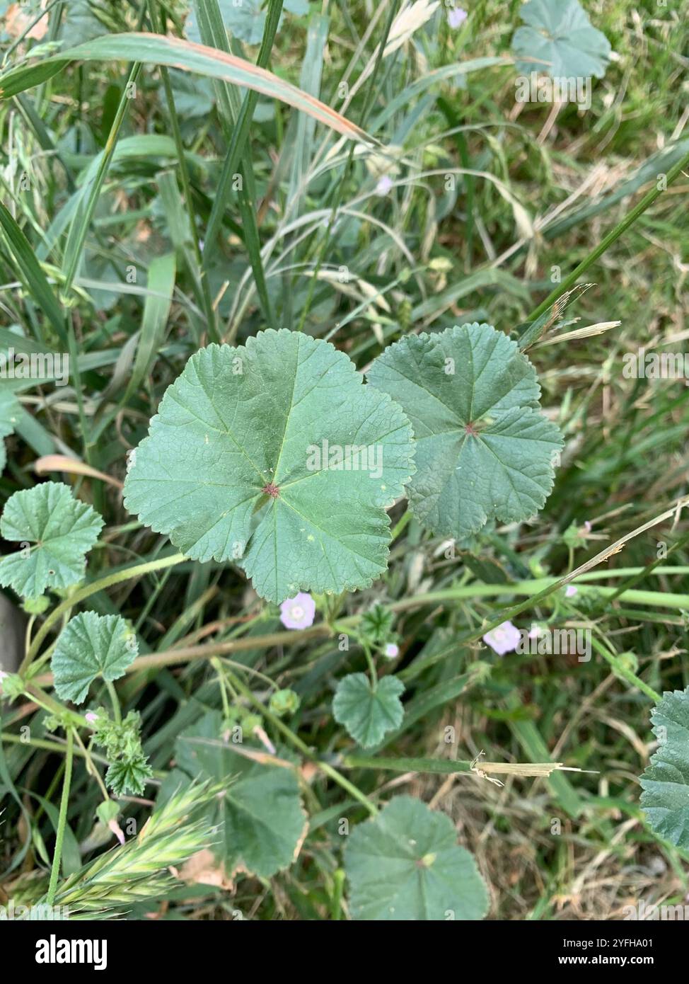 dwarf mallow (Malva neglecta Stock Photo - Alamy