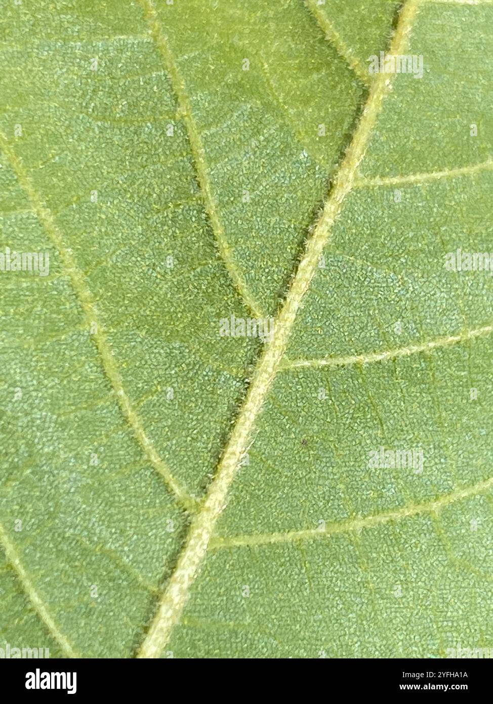 sand hickory (Carya pallida Stock Photo - Alamy