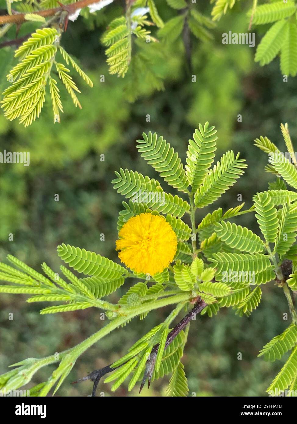 twisted acacia (Vachellia tortuosa Stock Photo - Alamy