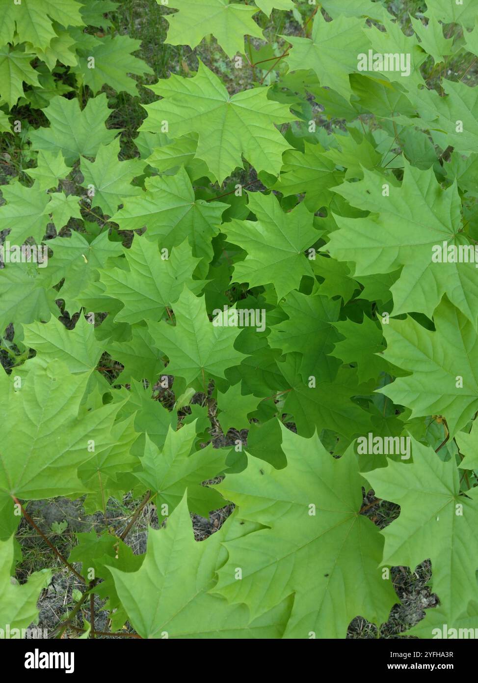 Norway maple (Acer platanoides Stock Photo - Alamy