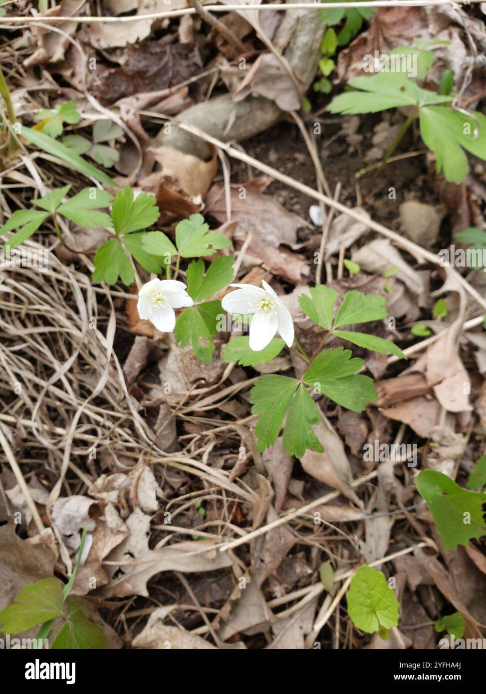 wood anemone (Anemonoides quinquefolia Stock Photo - Alamy