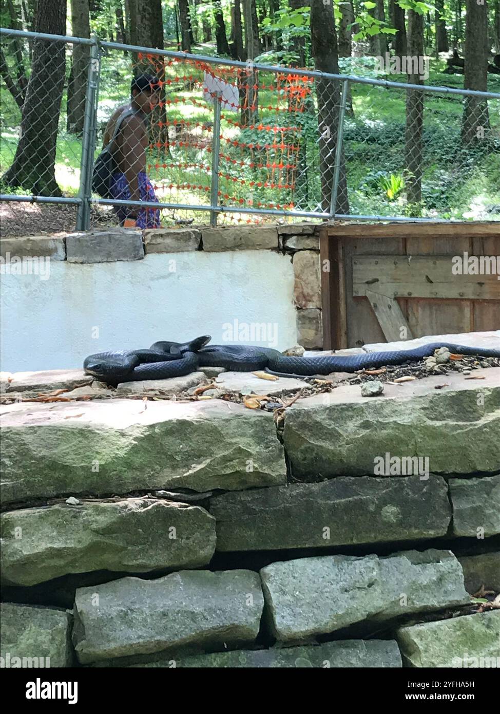 Northern Black Racer (Coluber constrictor constrictor Stock Photo - Alamy
