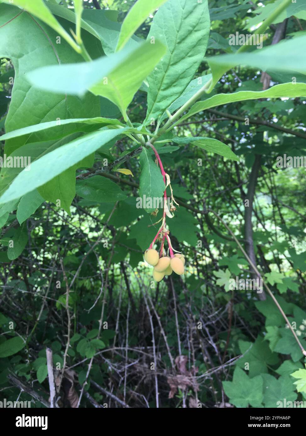 Osoberry (Oemleria cerasiformis Stock Photo - Alamy