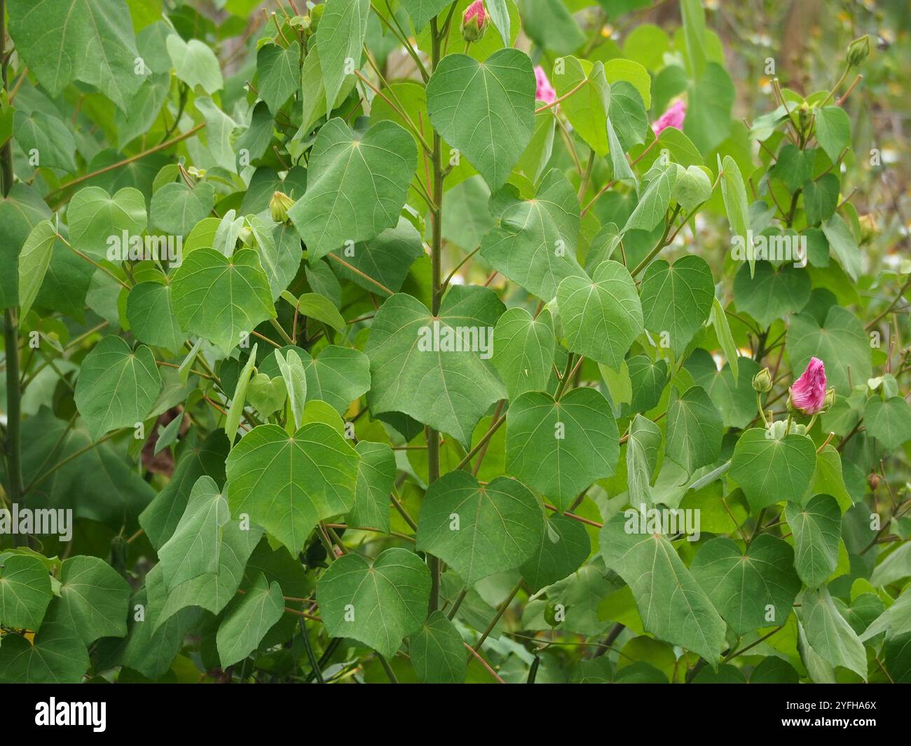 Taiwan cotton rose (Hibiscus taiwanensis Stock Photo - Alamy
