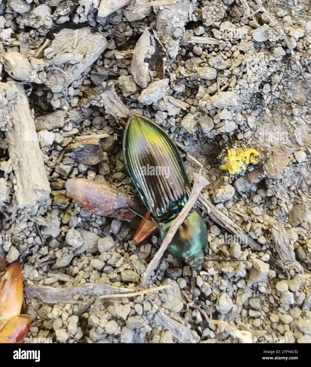 green click beetle (Selatosomus aeneus Stock Photo - Alamy