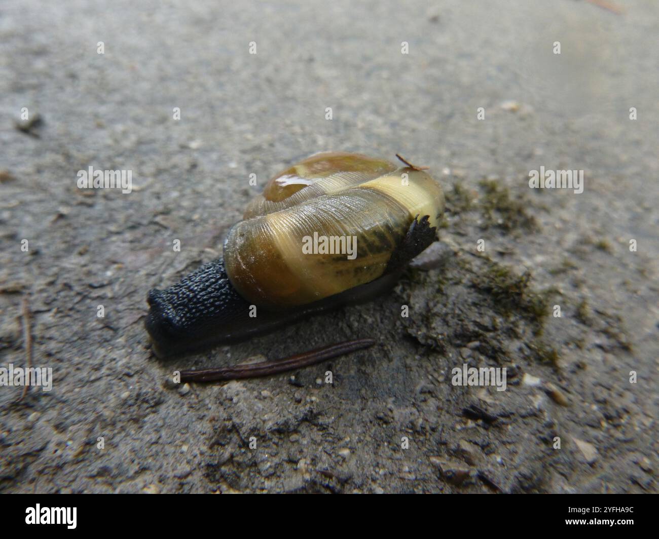 Large Glass Snail (Aegopis verticillus Stock Photo - Alamy