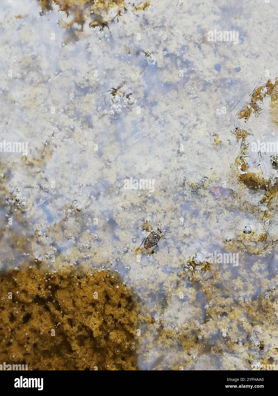 Shore bugs (Saldidae Stock Photo - Alamy