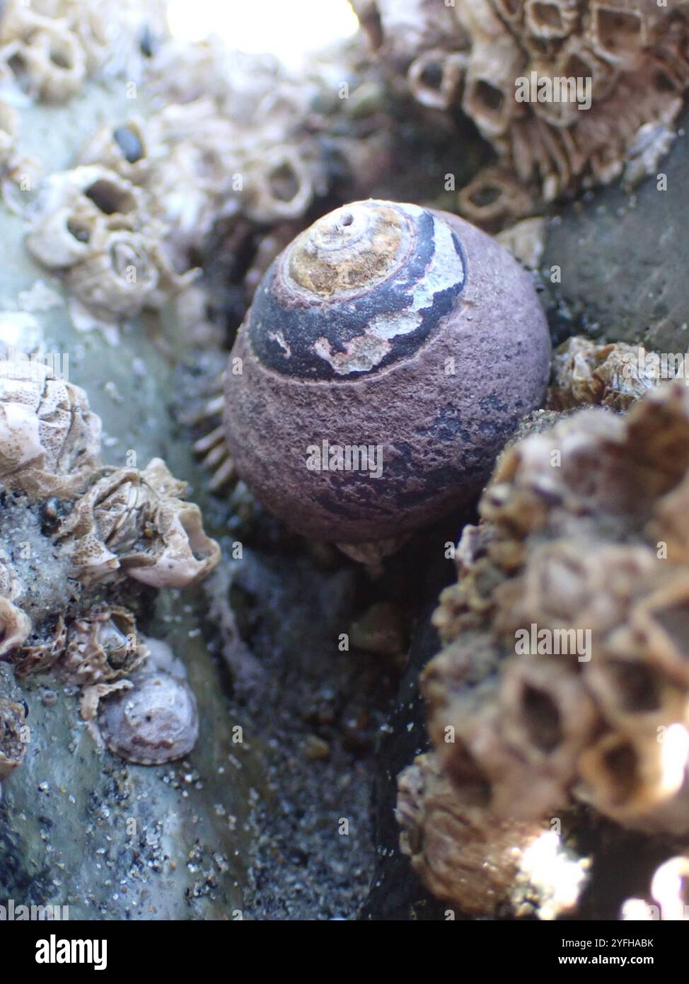 Black Tegula (Tegula funebralis Stock Photo - Alamy