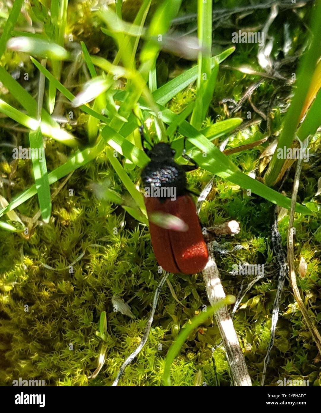 Capuchin Beetle (Bostrichus capucinus Stock Photo - Alamy