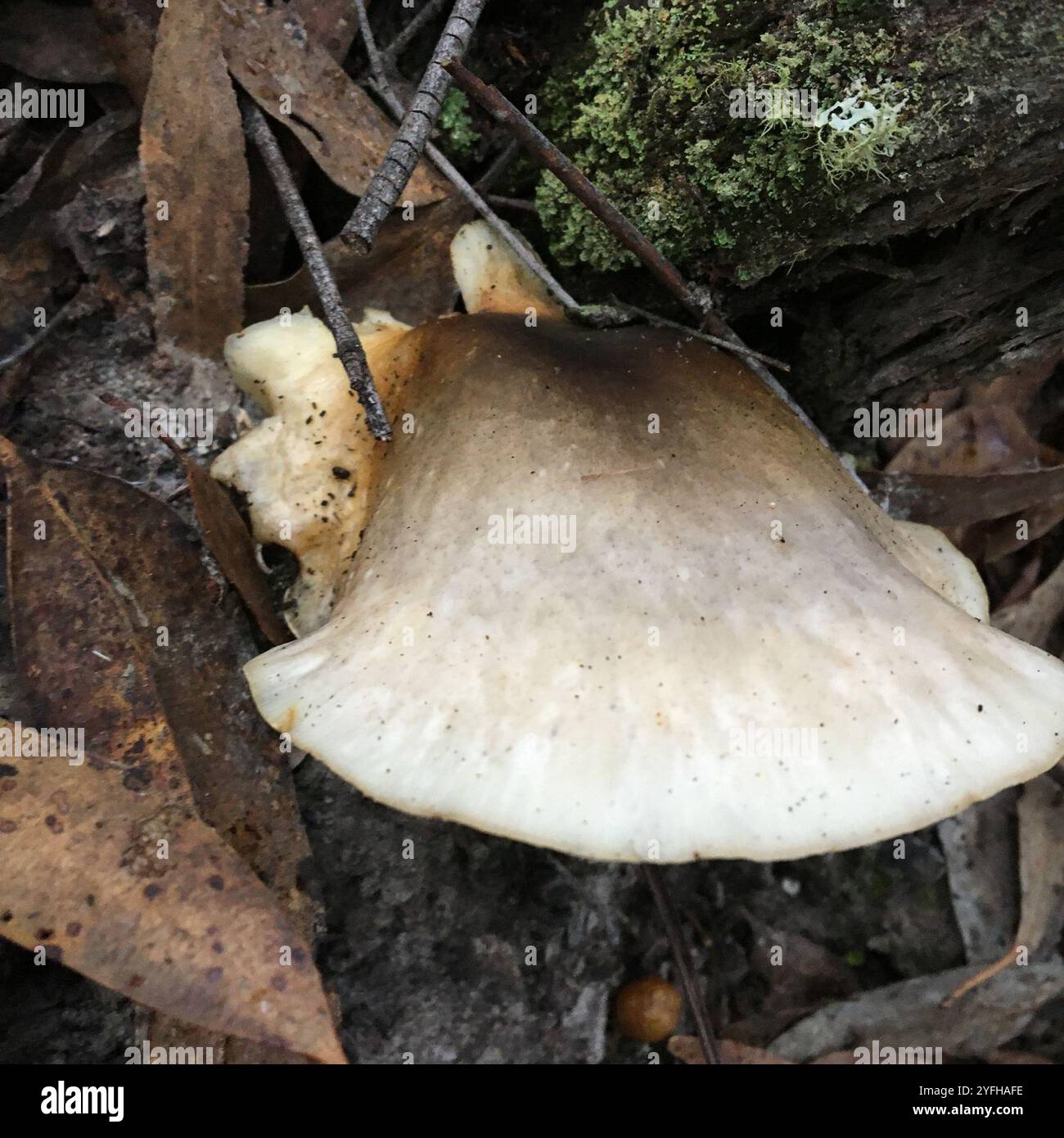 ghost fungus (Omphalotus nidiformis Stock Photo - Alamy