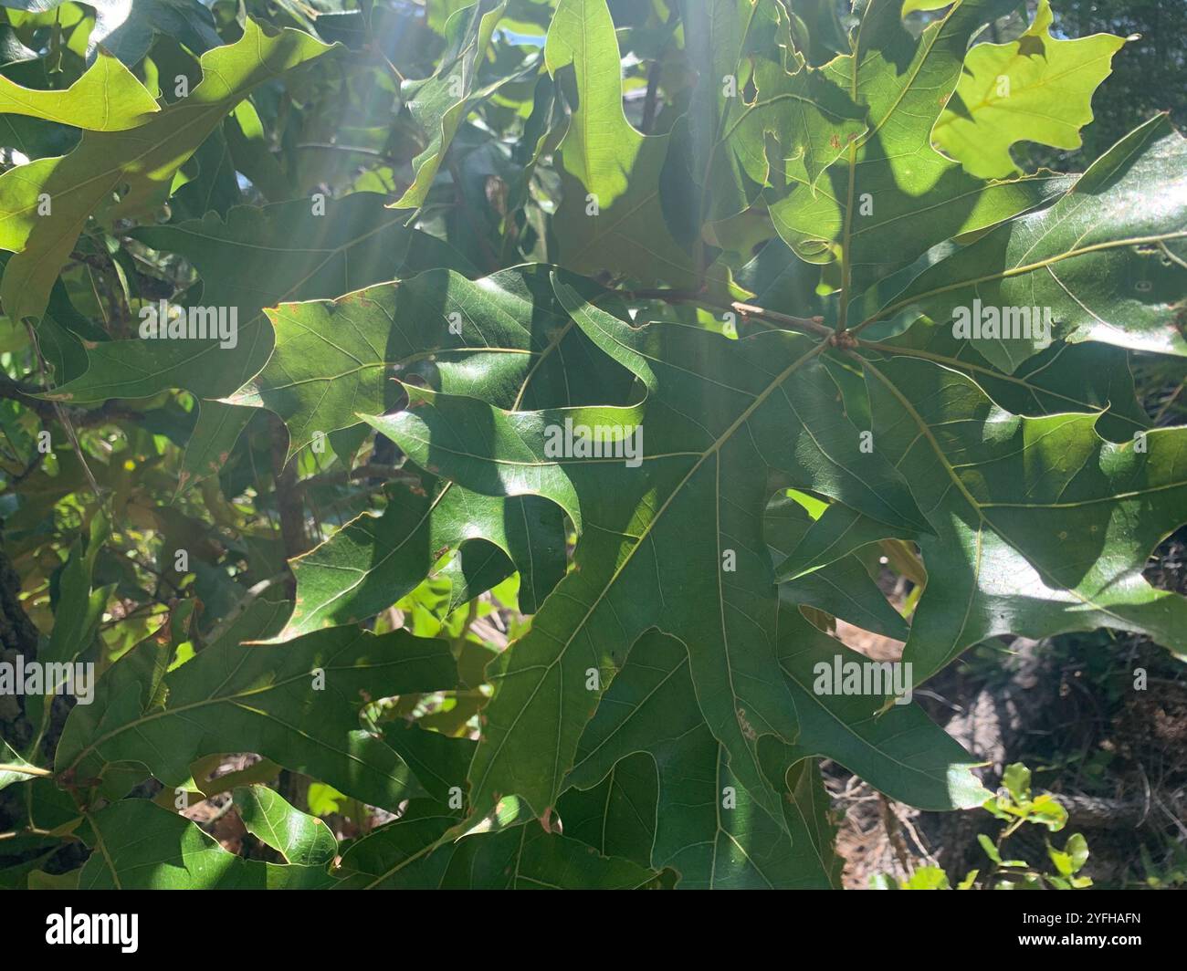 American turkey oak (Quercus laevis Stock Photo - Alamy