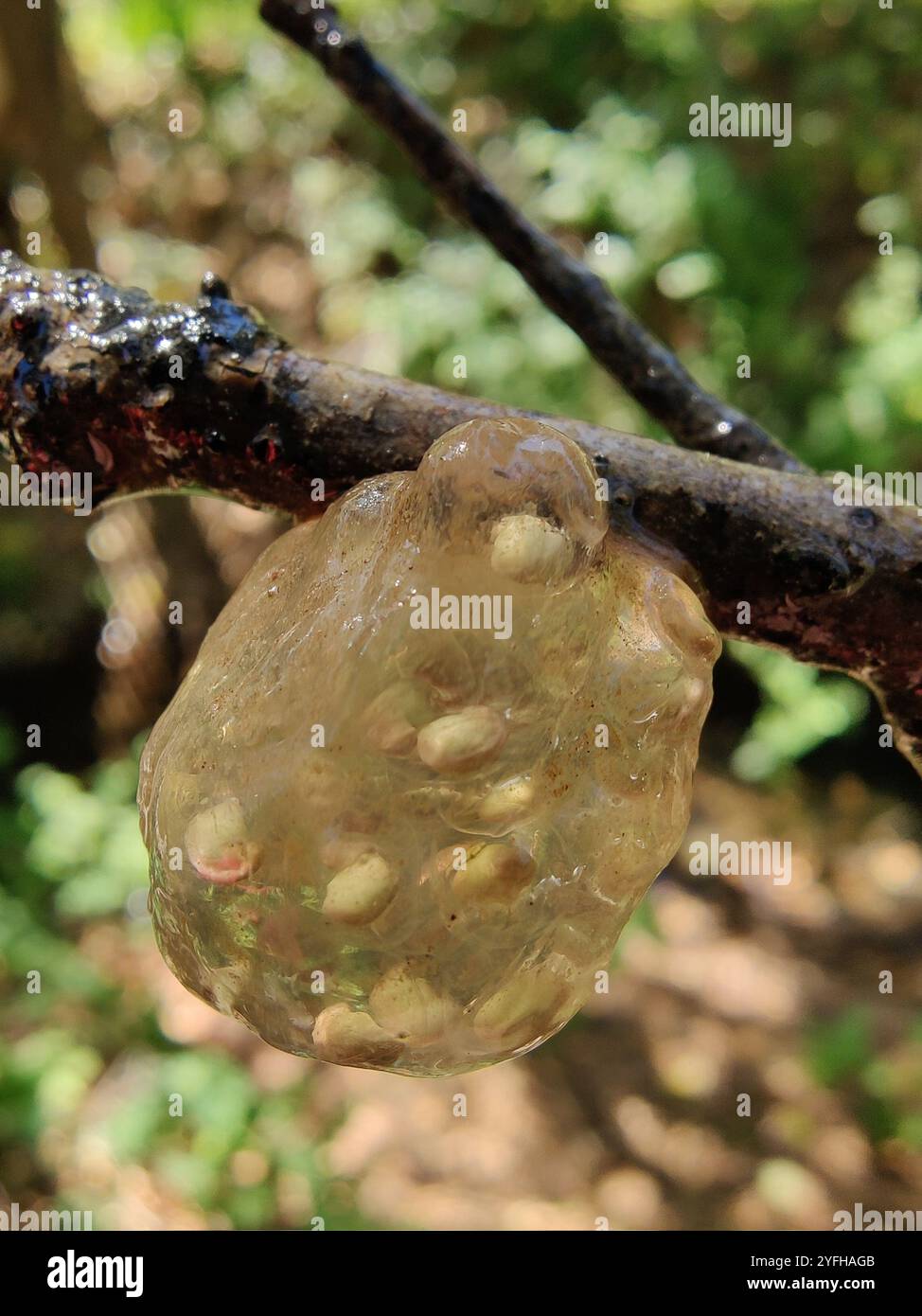 California Newt (Taricha torosa Stock Photo - Alamy