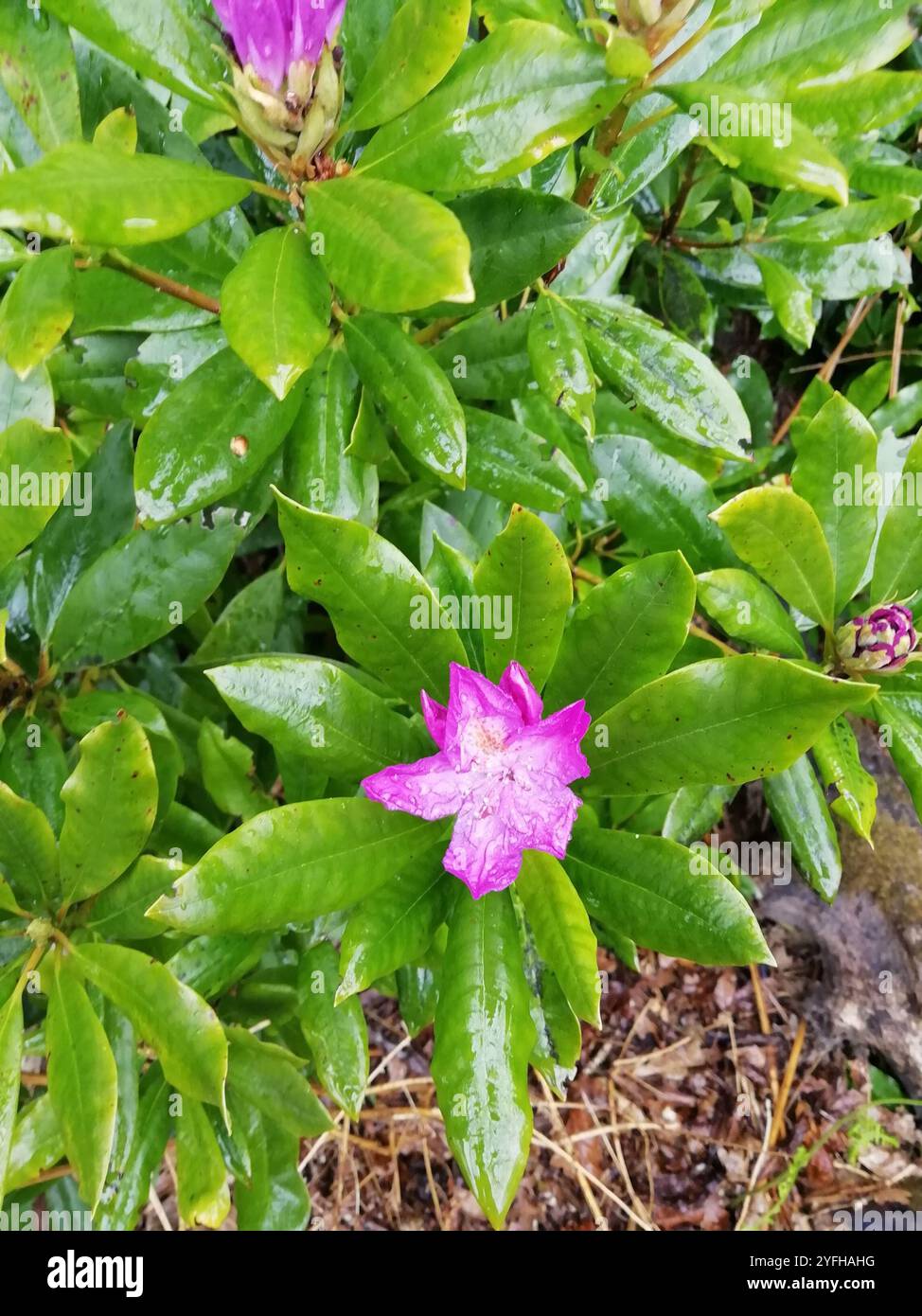 Common Rhododendron (Rhododendron ponticum Stock Photo - Alamy