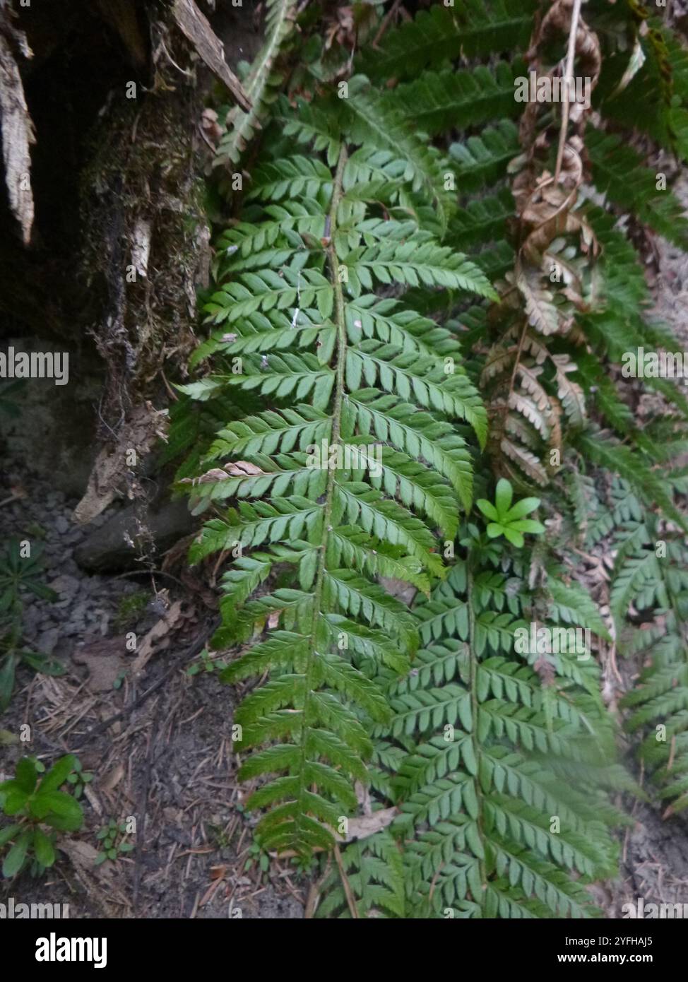 hard shield fern (Polystichum aculeatum Stock Photo - Alamy