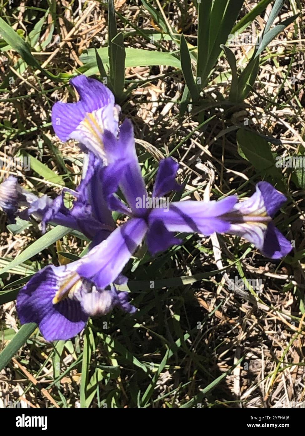 western blue flag (Iris missouriensis Stock Photo - Alamy