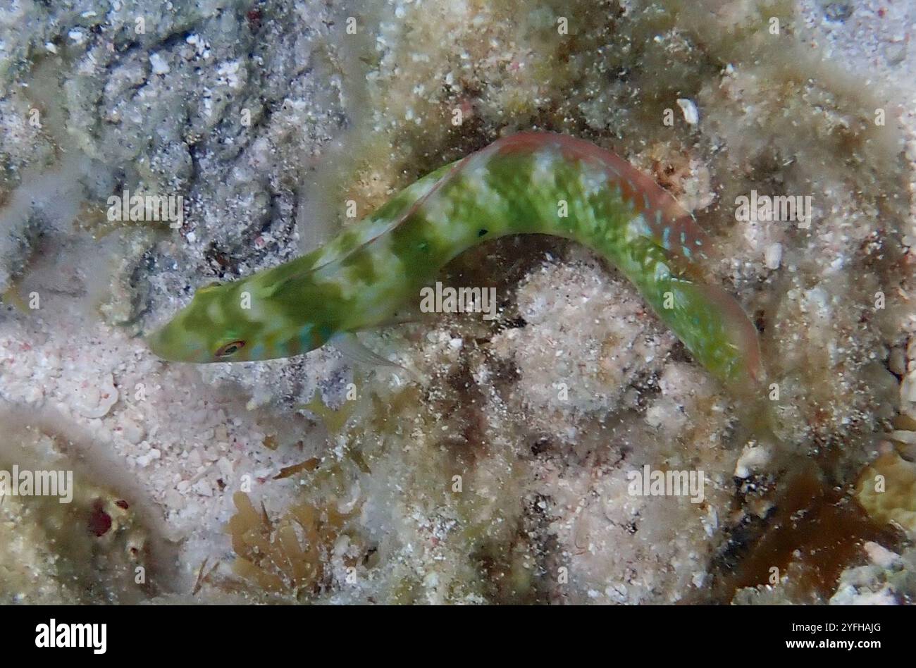 Green razorfish hi-res stock photography and images - Alamy