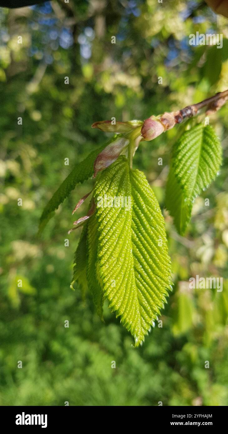 Wych Elm (Ulmus glabra Stock Photo - Alamy