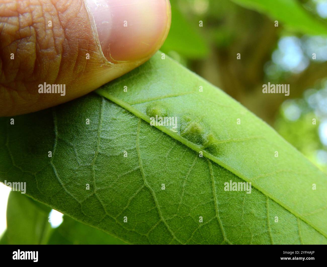 Gall and Rust Mites (Eriophyidae Stock Photo - Alamy