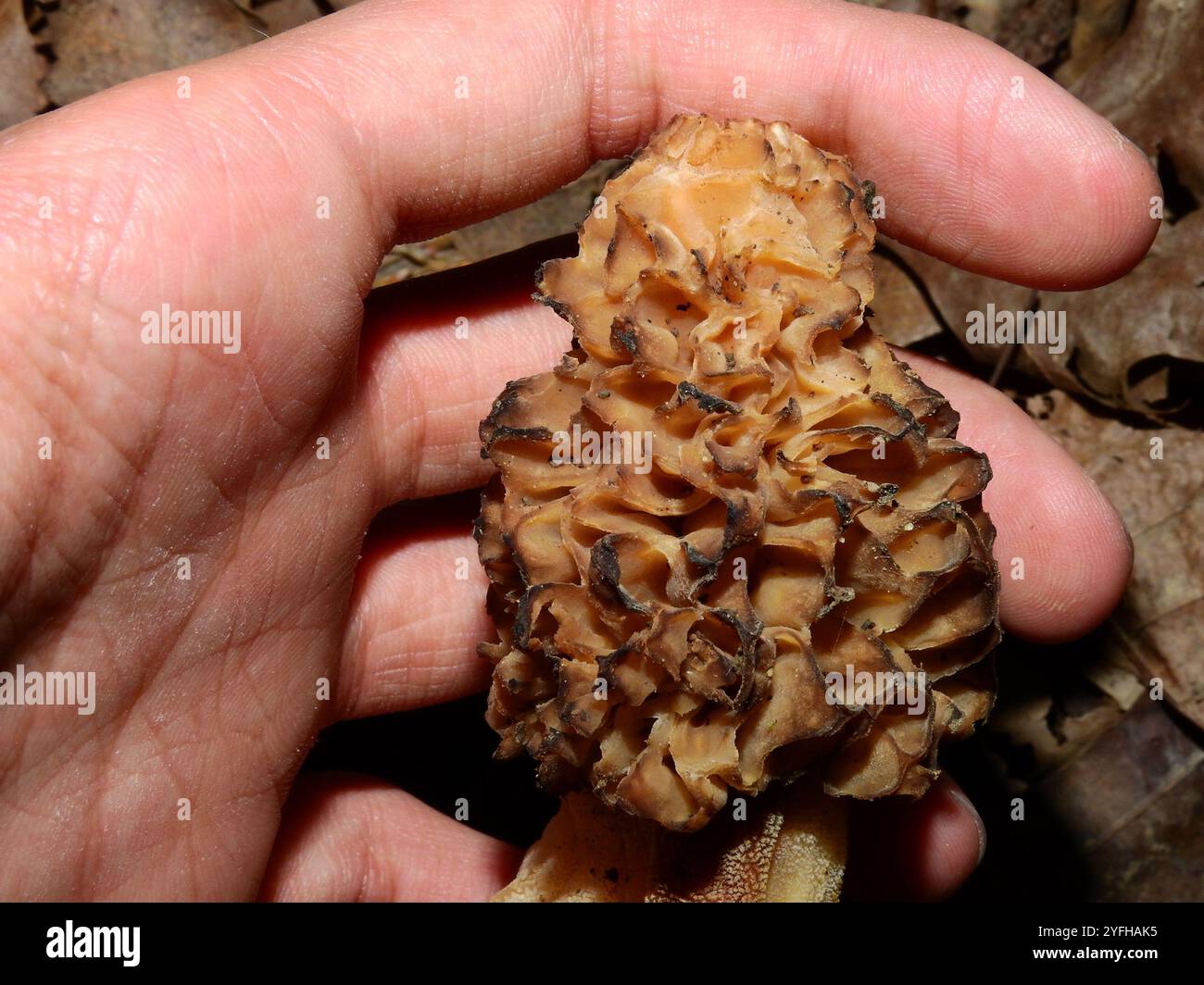white morel (Morchella americana Stock Photo - Alamy