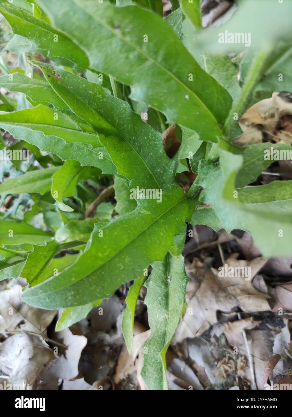 Hawkweed Oxtongue (Picris hieracioides Stock Photo - Alamy