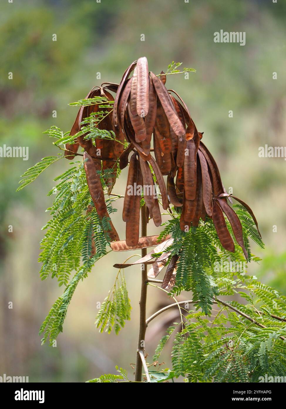 White leadtree (Leucaena leucocephala Stock Photo - Alamy