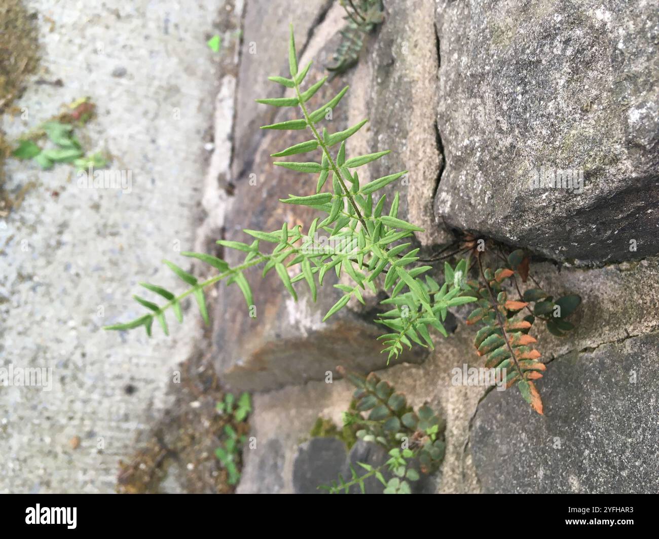 purple-stem cliffbrake (Pellaea atropurpurea Stock Photo - Alamy