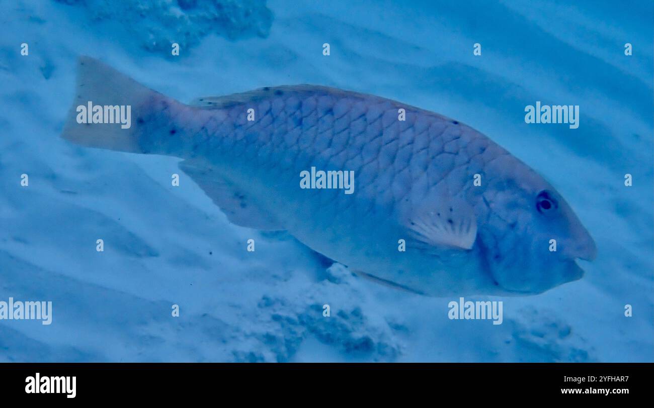 Yellowtail Parrotfish (Sparisoma rubripinne Stock Photo - Alamy