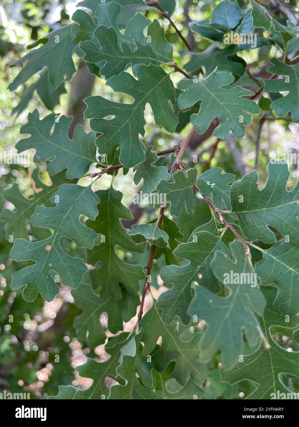 valley oak (Quercus lobata Stock Photo - Alamy