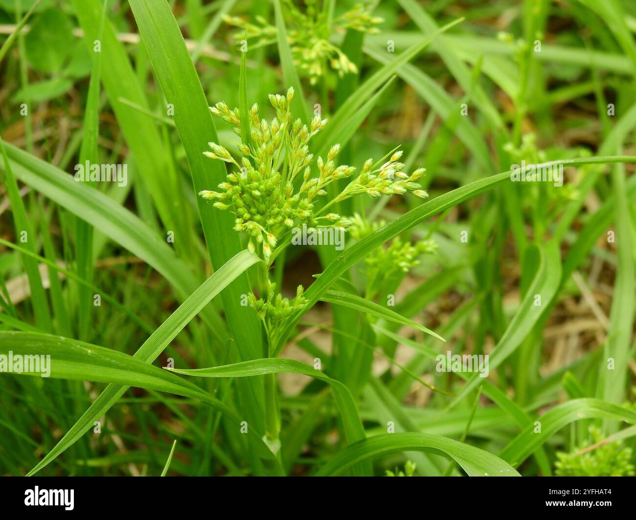 nodding bulrush (Scirpus pendulus Stock Photo - Alamy