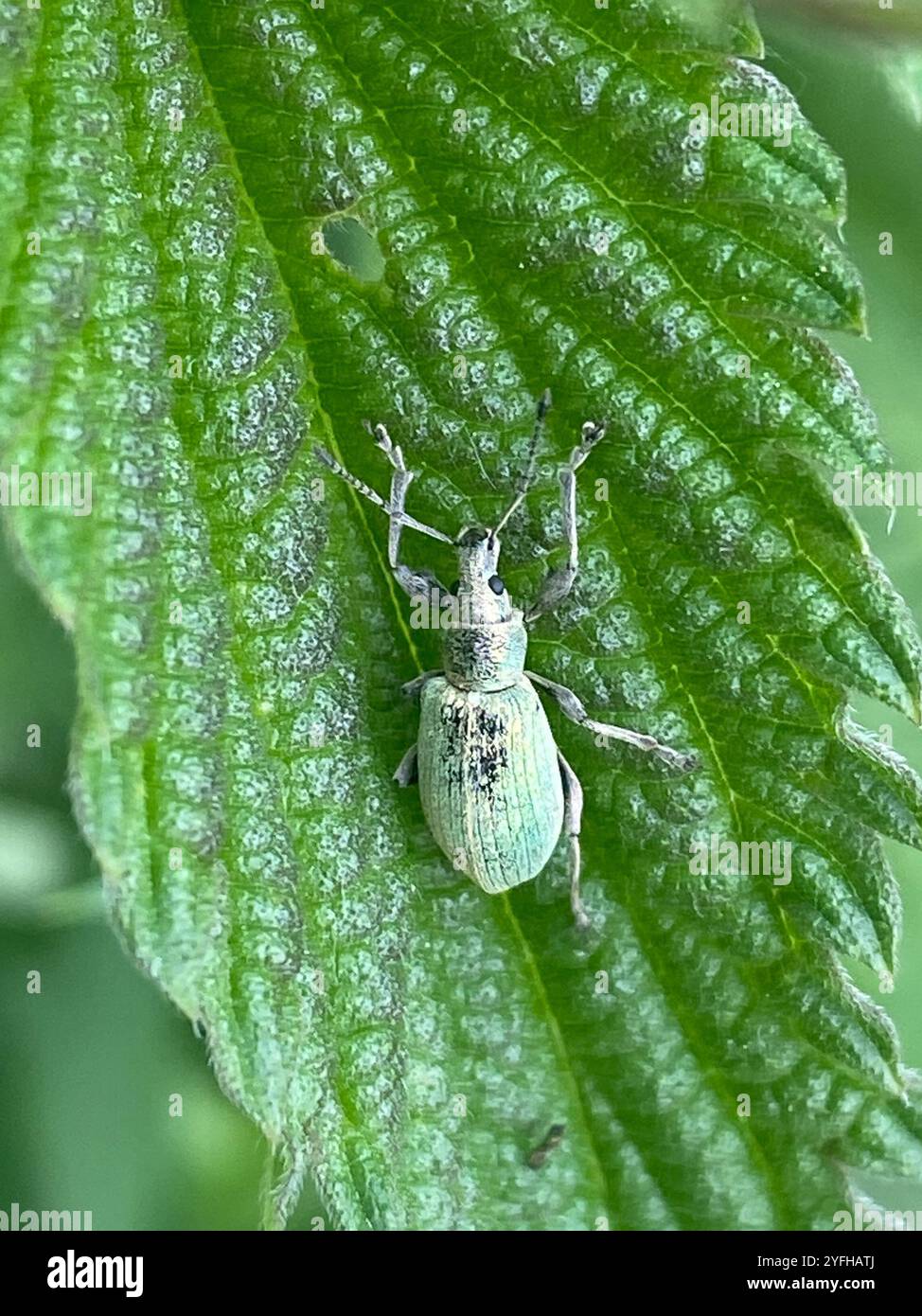 Nettle weevil (Phyllobius pomaceus Stock Photo - Alamy