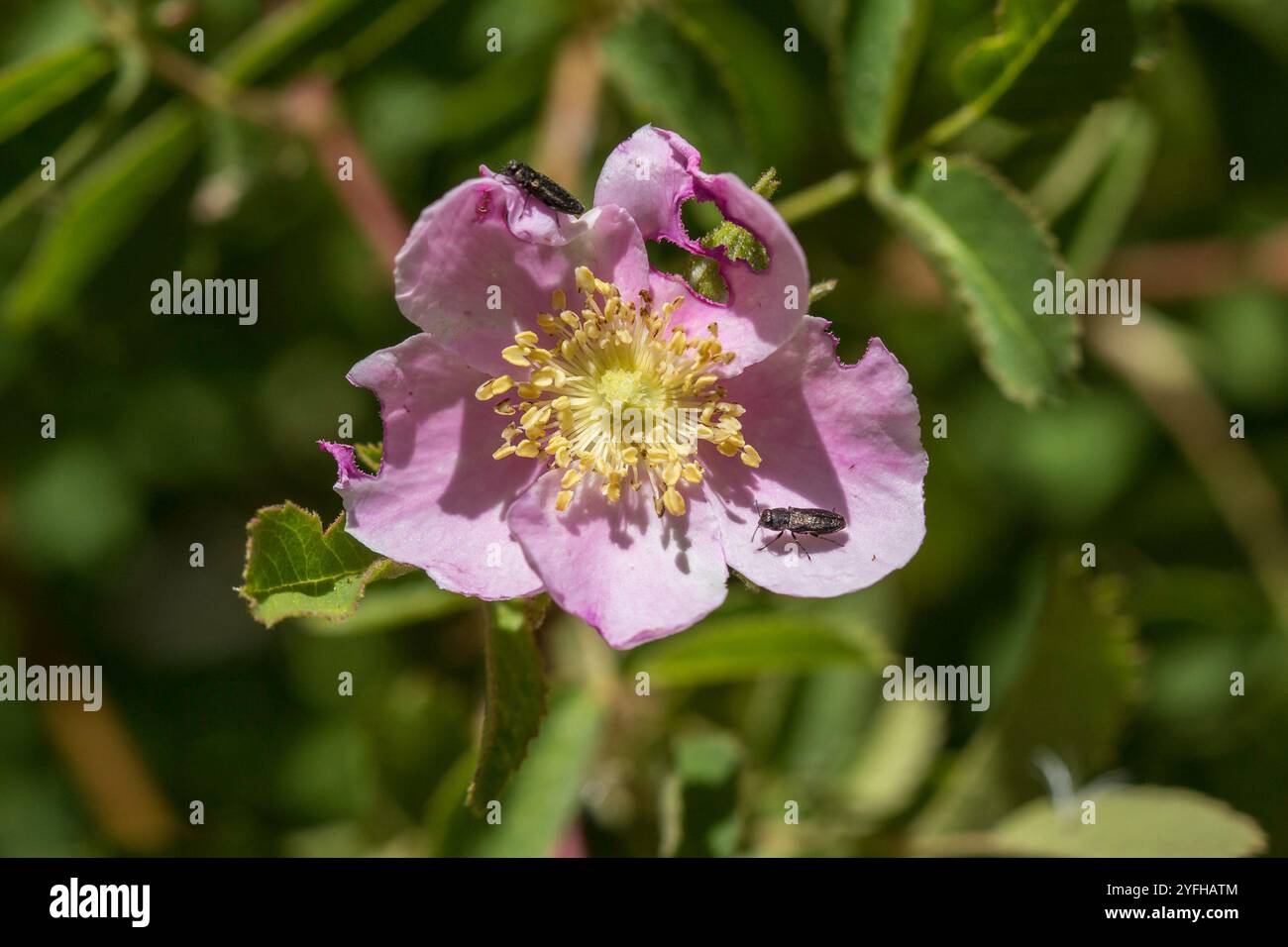 California Wild Rose (Rosa californica Stock Photo - Alamy