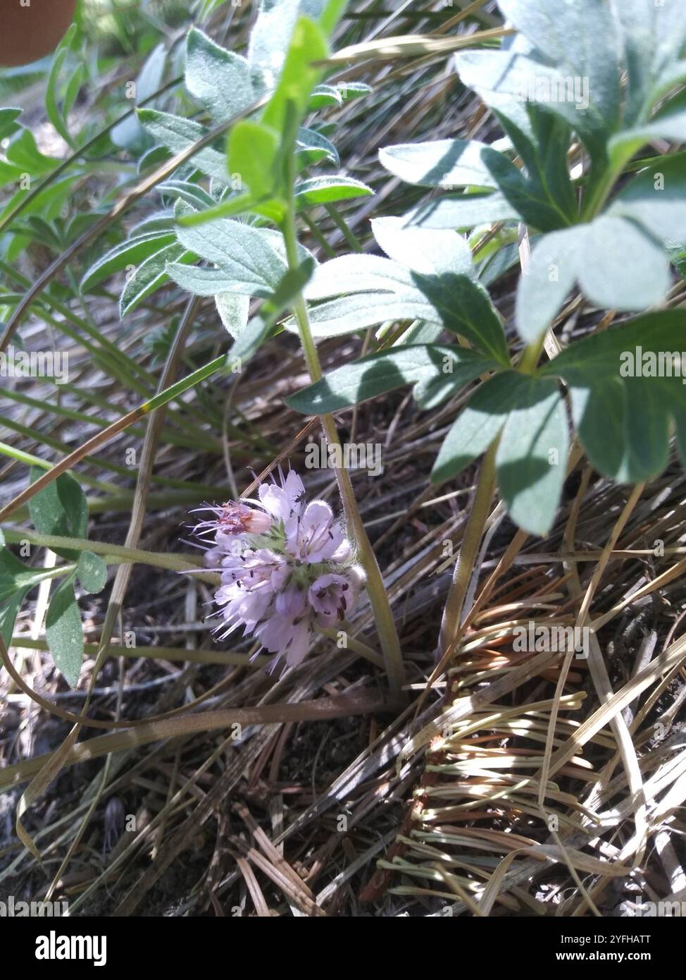 ballhead waterleaf (Hydrophyllum capitatum Stock Photo - Alamy