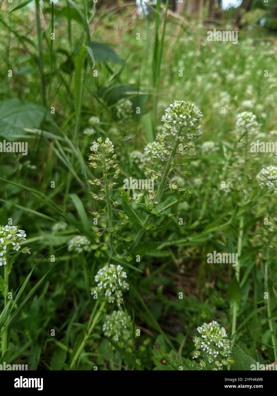 field peppergrass (Lepidium campestre Stock Photo - Alamy