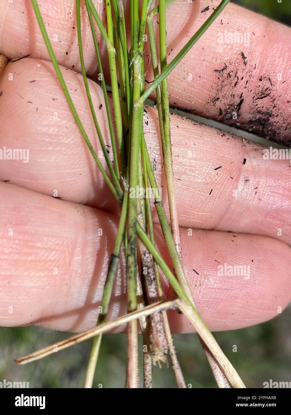 Southern Wiregrass (Aristida beyrichiana Stock Photo - Alamy