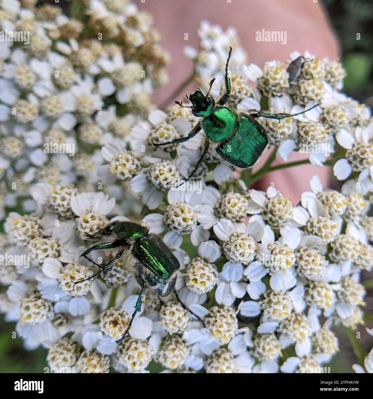 Emerald Flower Scarab (Trichiotinus lunulatus Stock Photo - Alamy