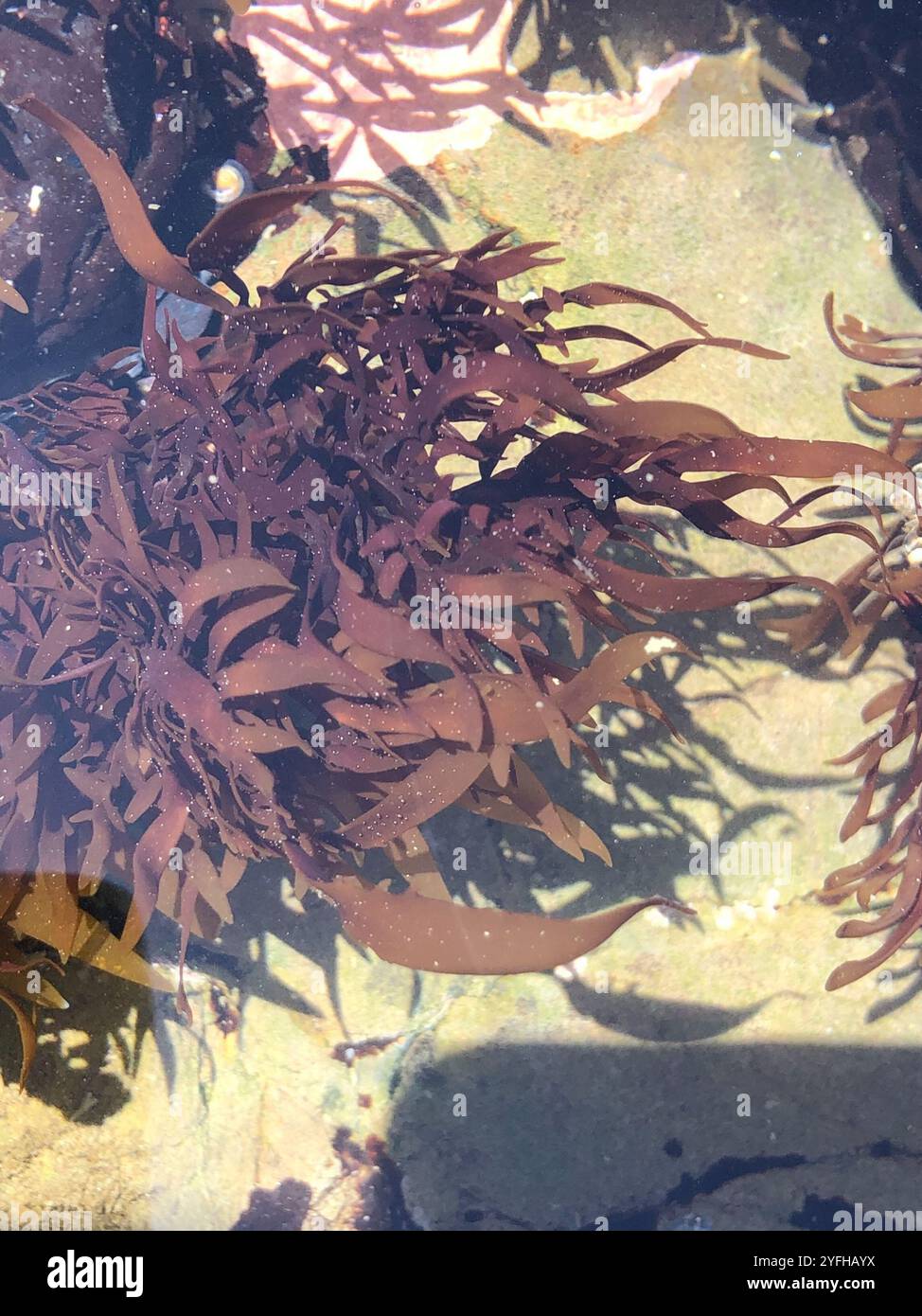 Bleach Weed (Prionitis sternbergii Stock Photo - Alamy