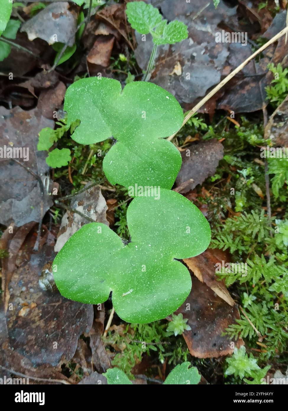 Liverleaf (Hepatica nobilis Stock Photo - Alamy