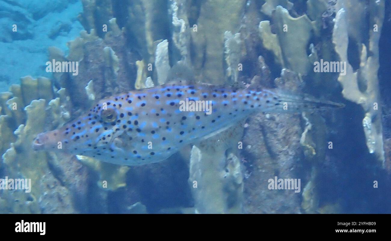 Scrawled Filefish (Aluterus scriptus Stock Photo - Alamy