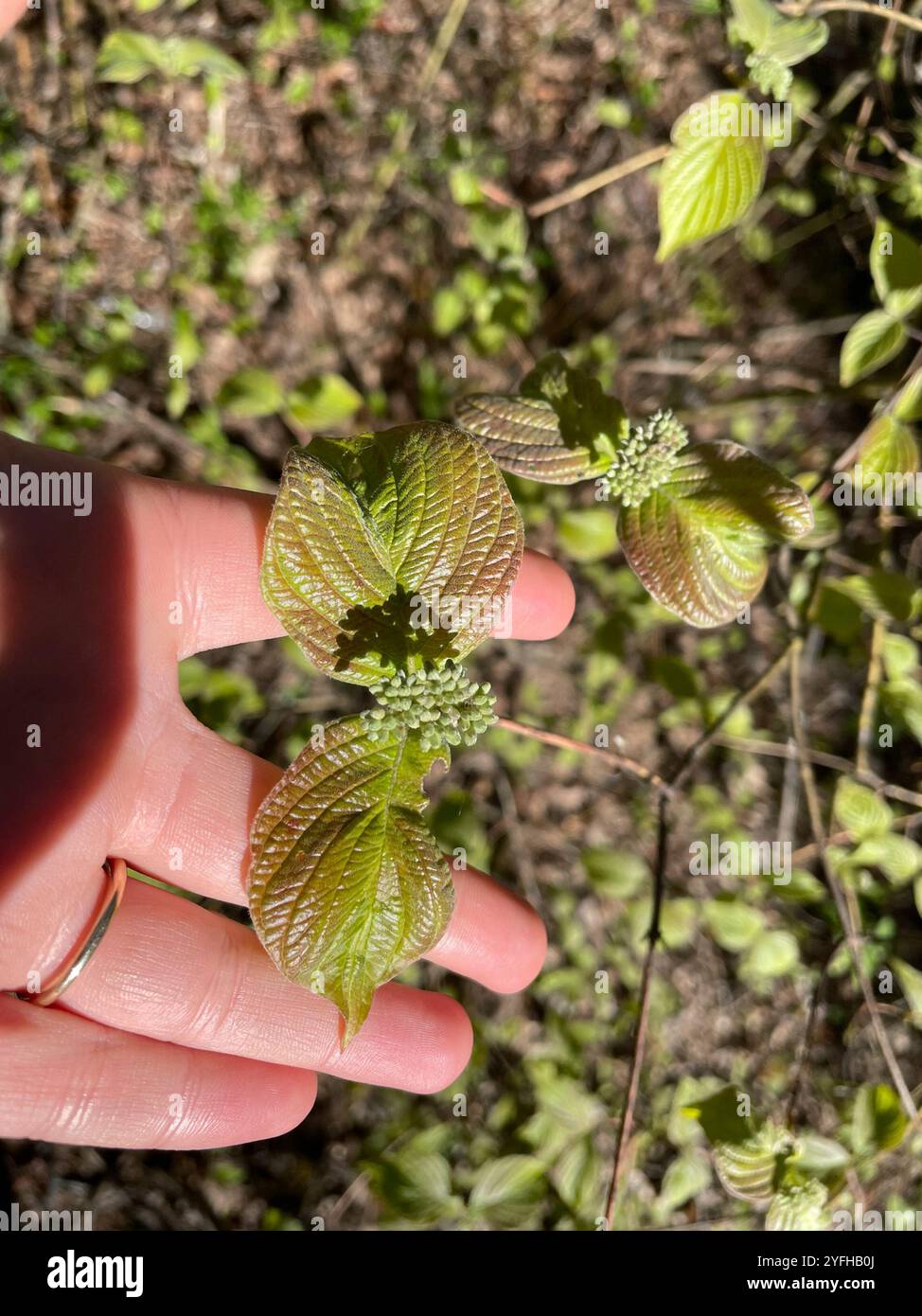 Round-leaved Dogwood (Cornus rugosa Stock Photo - Alamy