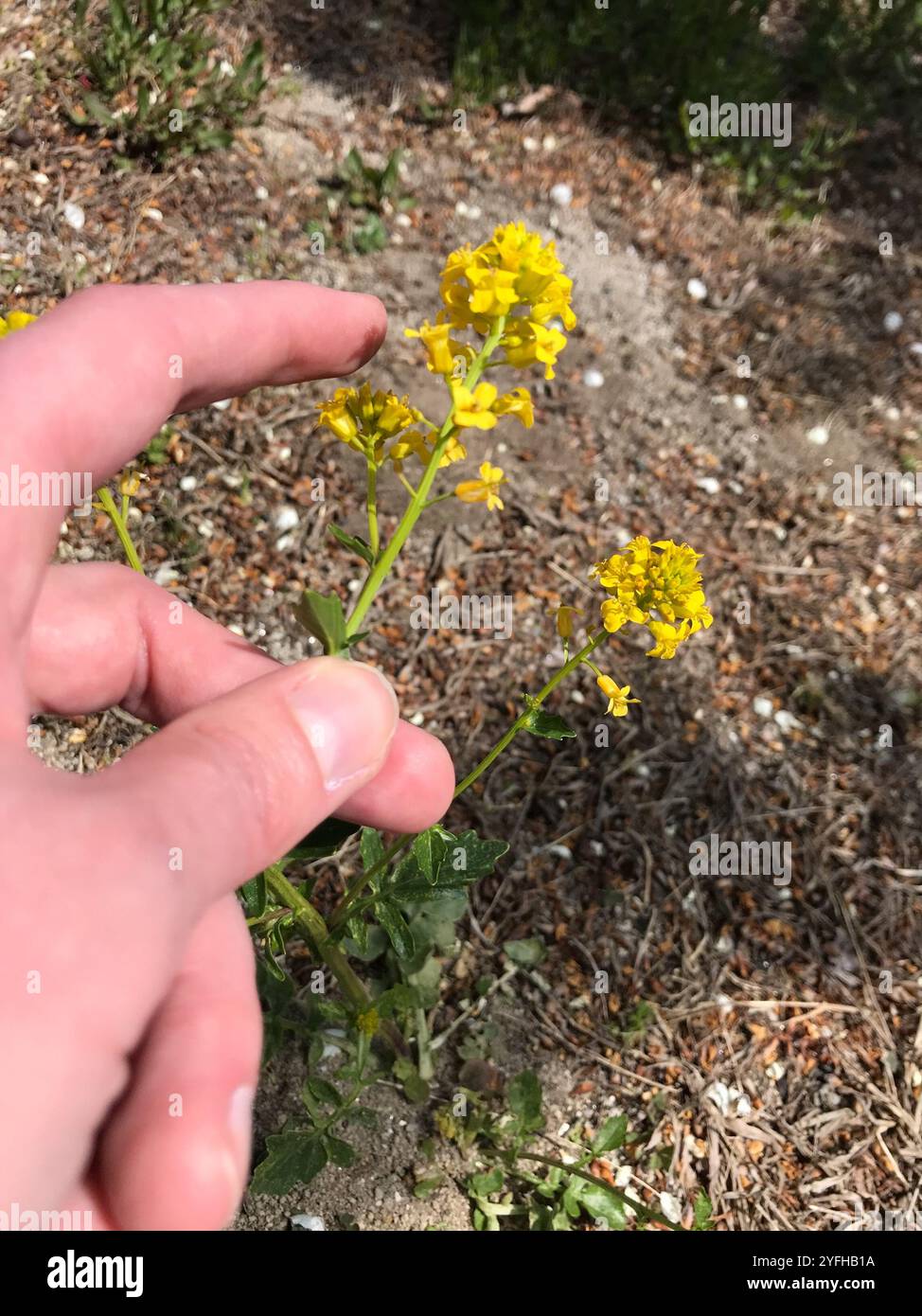 mustard family (Brassicaceae Stock Photo - Alamy
