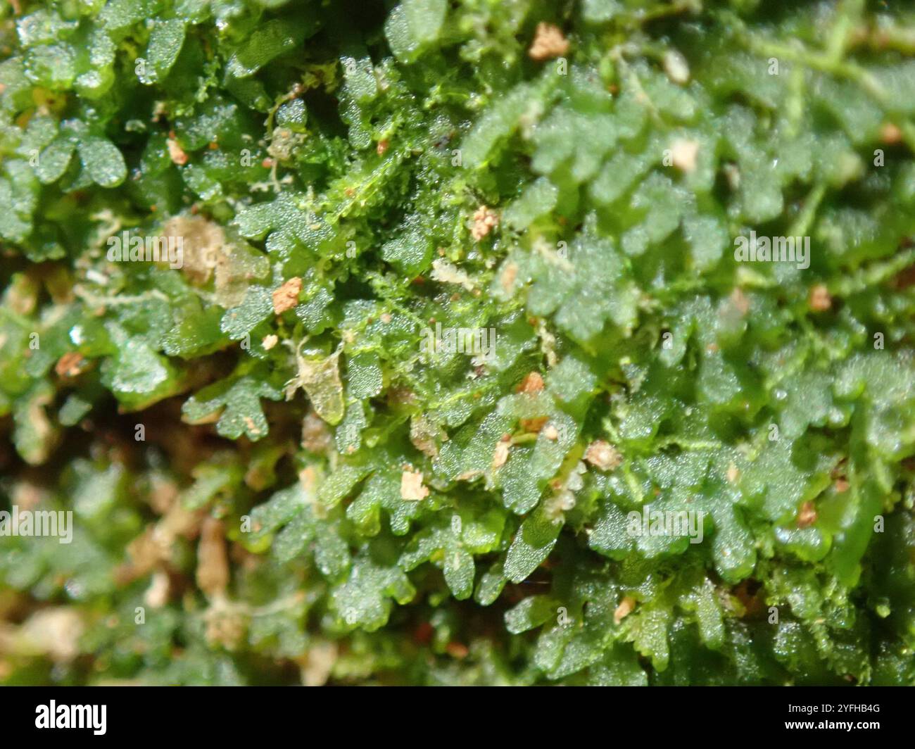 Bog Germanderwort (Riccardia latifrons Stock Photo - Alamy