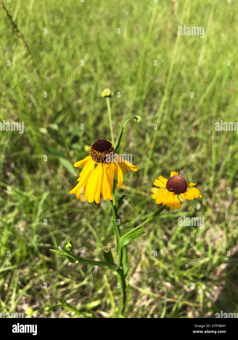Southern Sneezeweed (Helenium flexuosum Stock Photo - Alamy