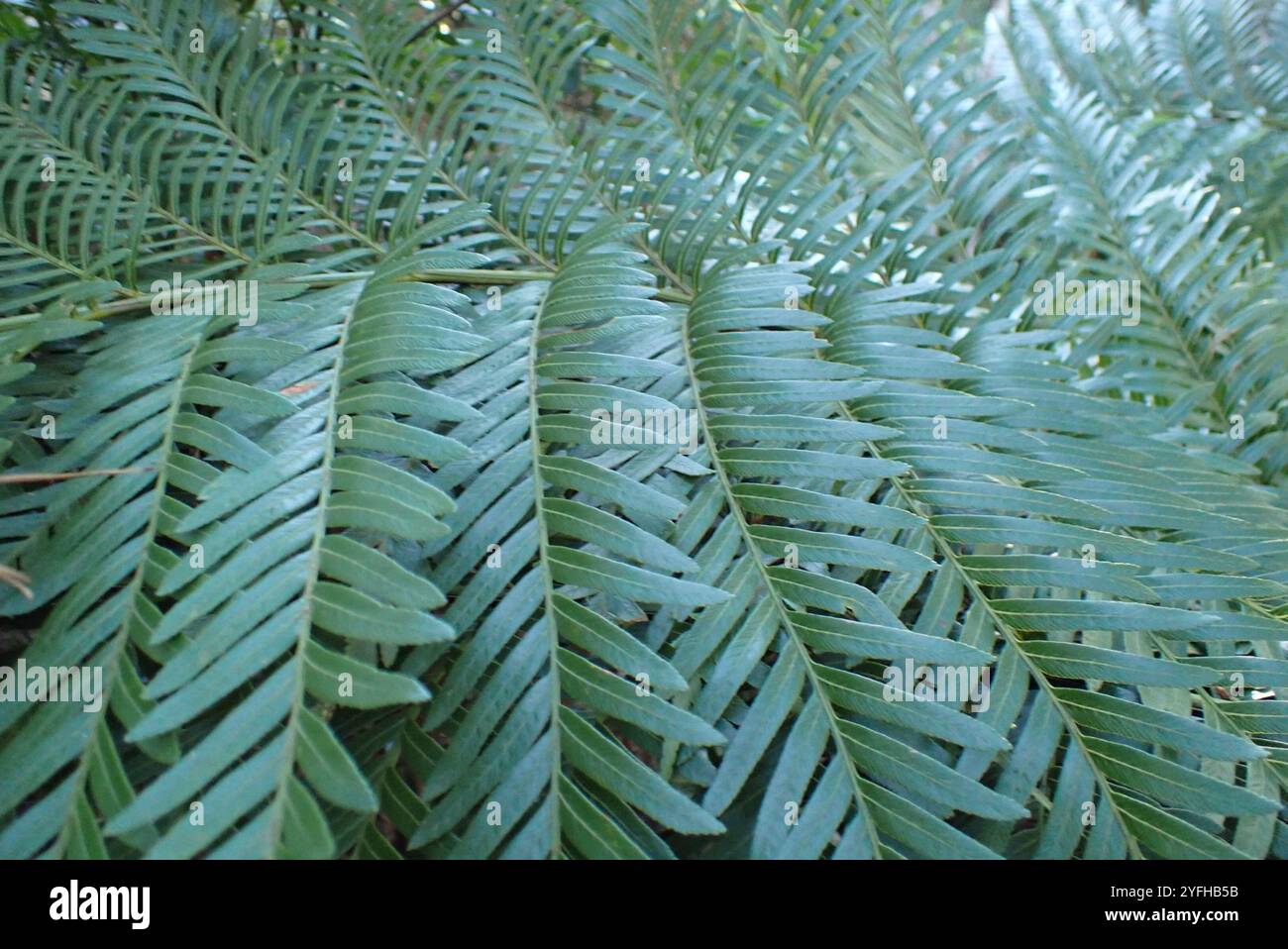 king fern (Todea barbara Stock Photo - Alamy