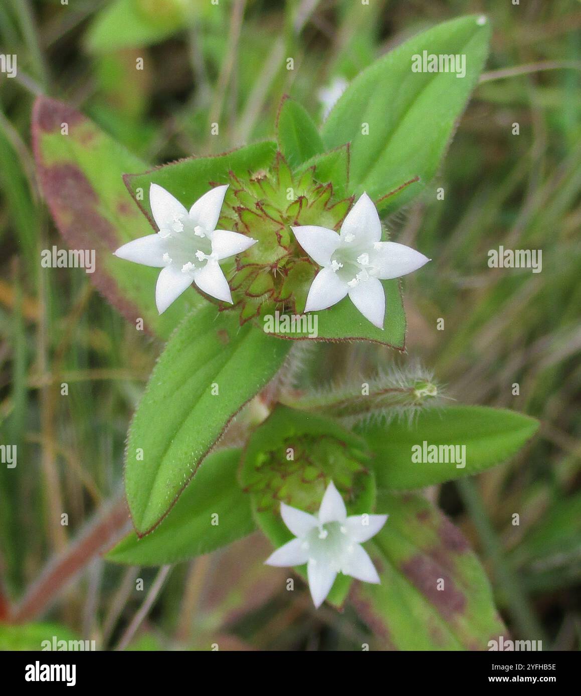 Tropical Mexican Clover (Richardia brasiliensis Stock Photo - Alamy